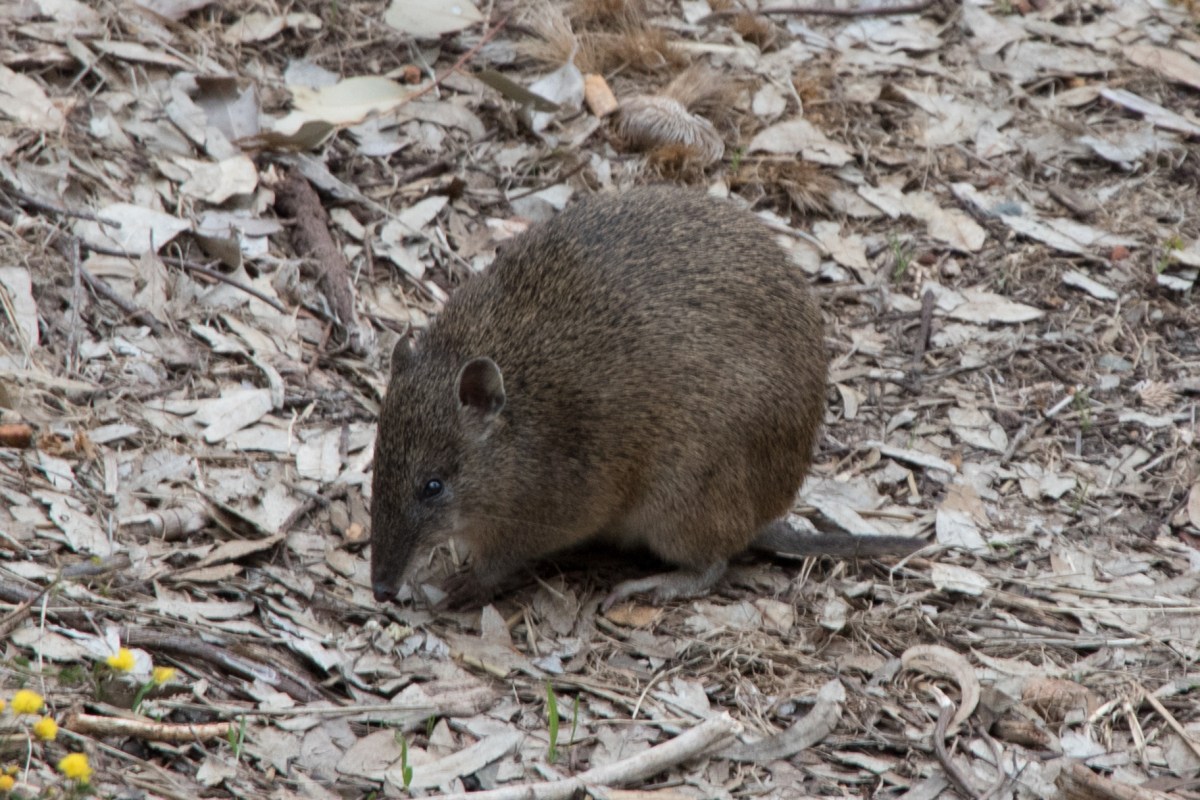 Bushwalking at Lesmurdie Falls with my son – Wildlife Watching in Australia
