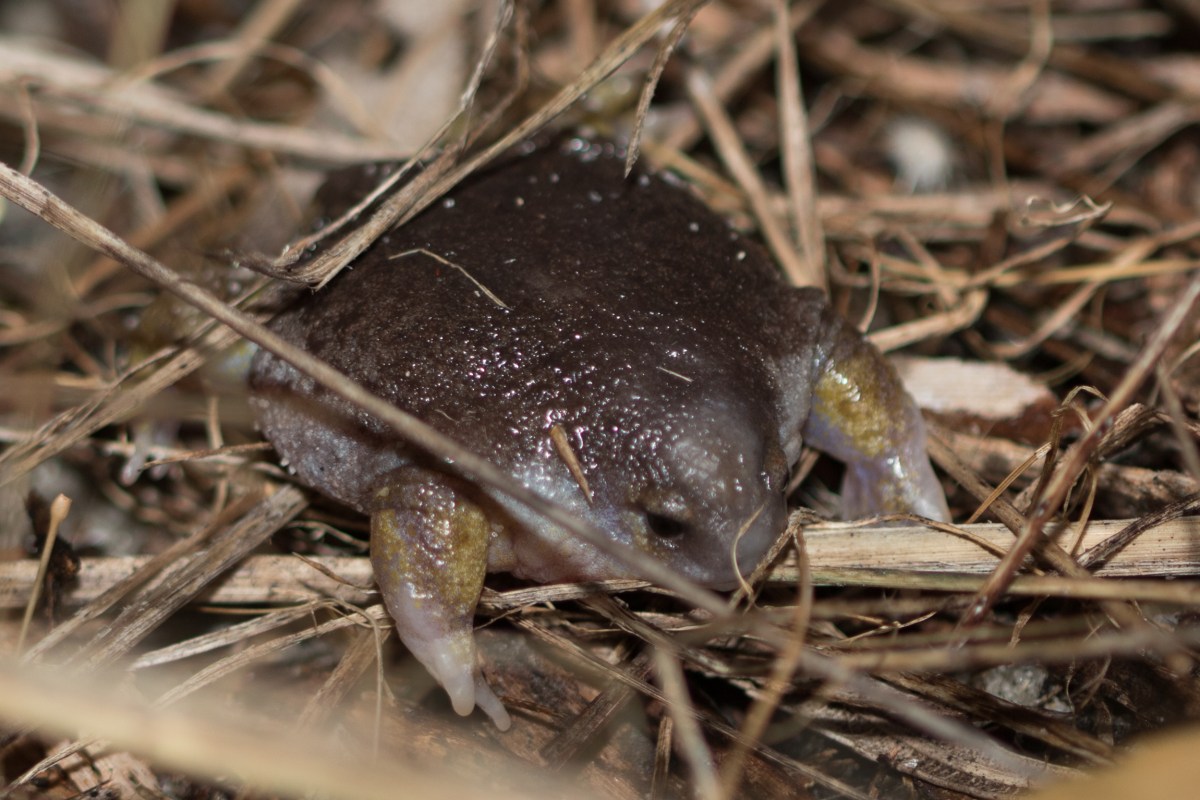 Turtle Frog Mania! – Wildlife Watching in Australia