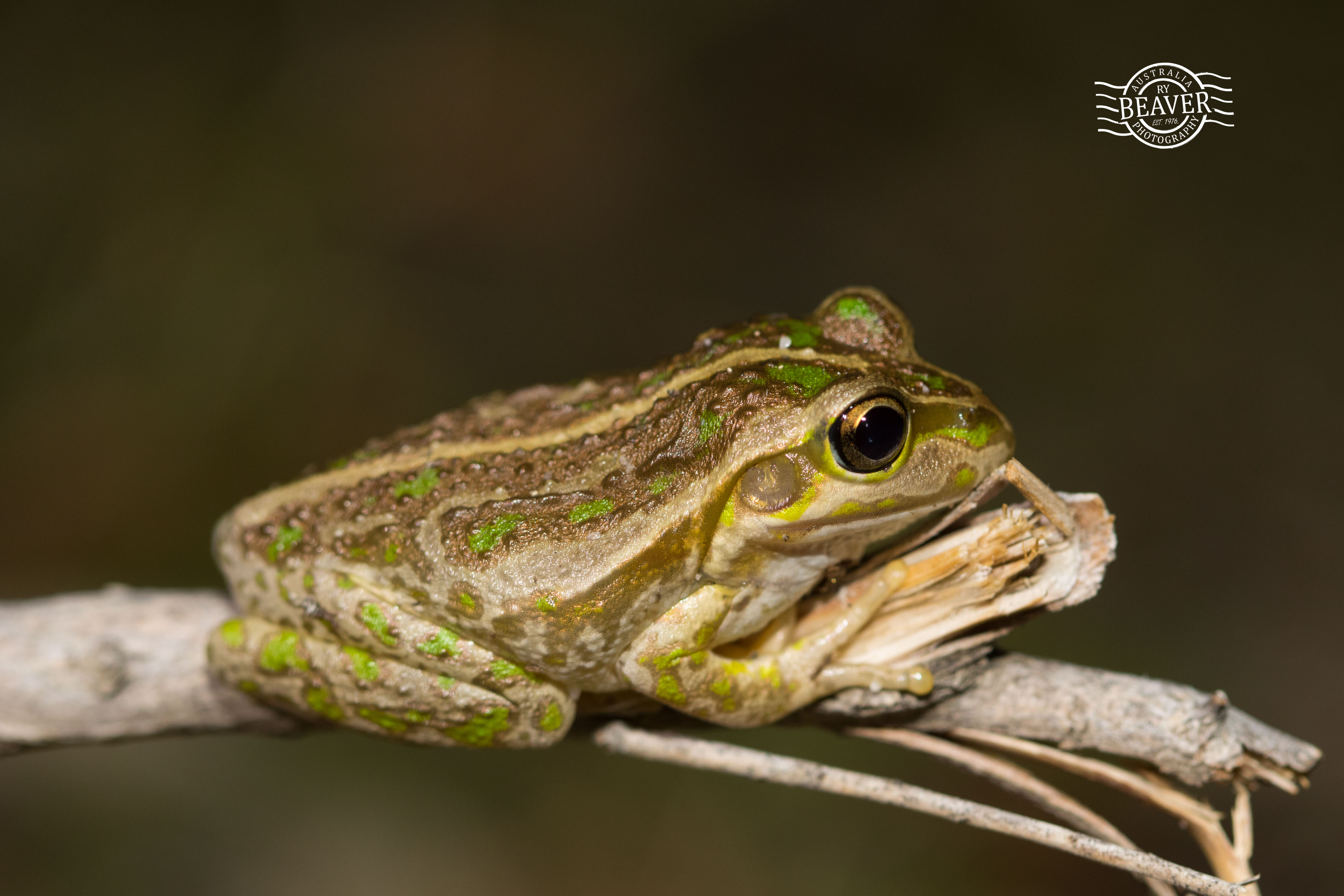 Slender Tree Frog – Wildlife Watching in Australia