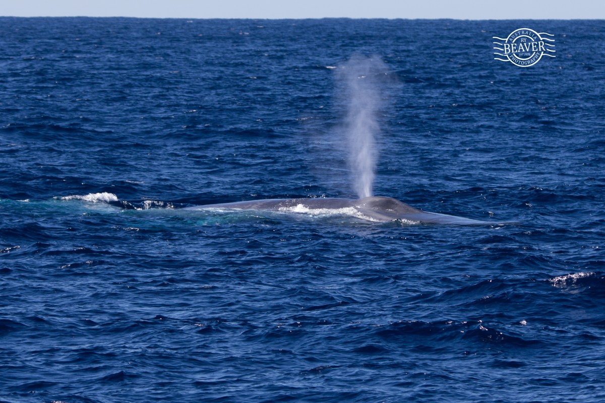 Blue whales of Perth Canyon – Wildlife Watching in Australia