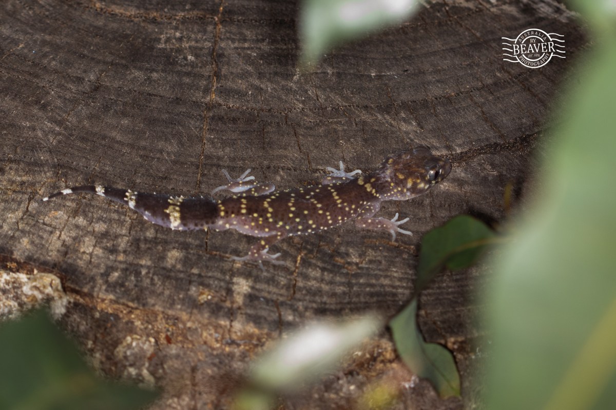 Canning dam herping – Wildlife Watching in Australia
