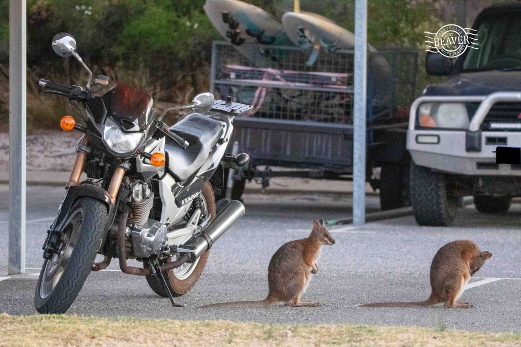 Tammar wallabies of Garden Island – Wildlife Watching in Australia