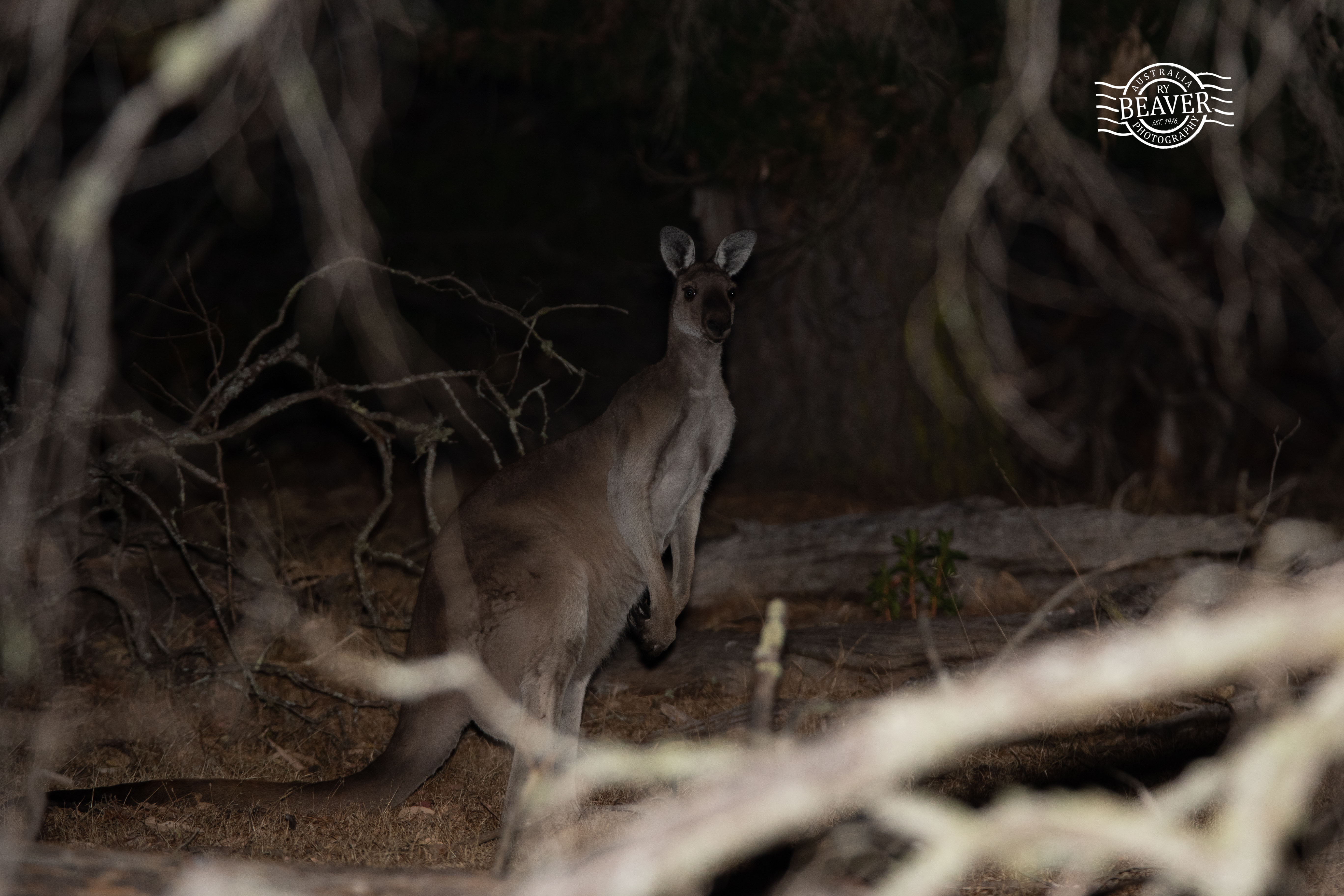The critically endangered possums of Busselton… – Wildlife Watching in ...