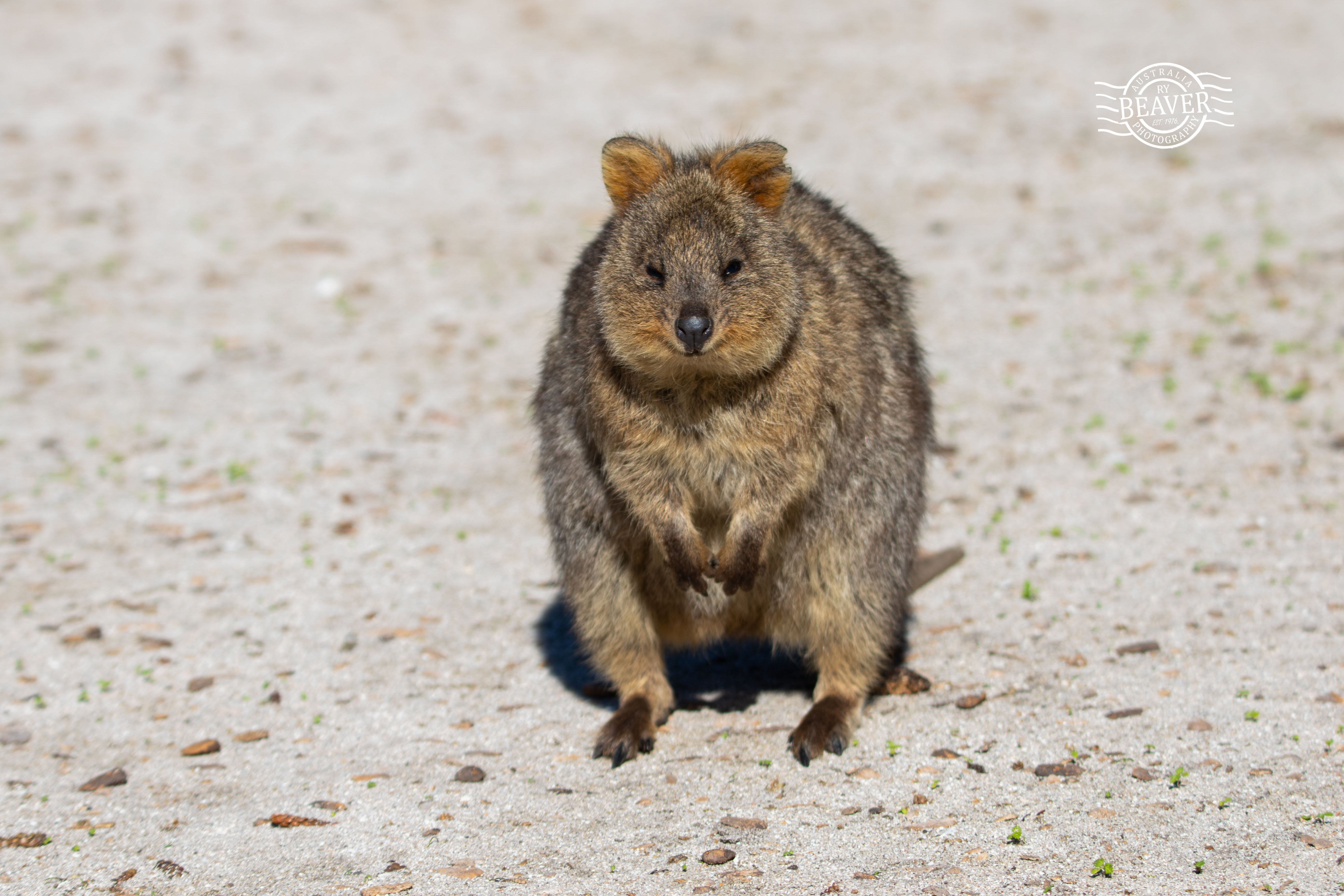 Rottnest in winter… – Wildlife Watching in Australia