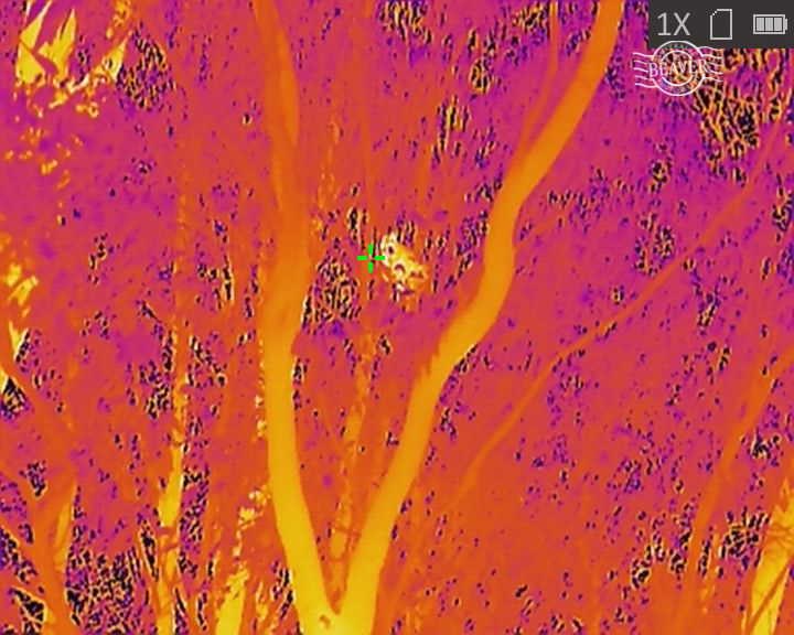 Possums with my new thermal camera! – Wildlife Watching in Australia