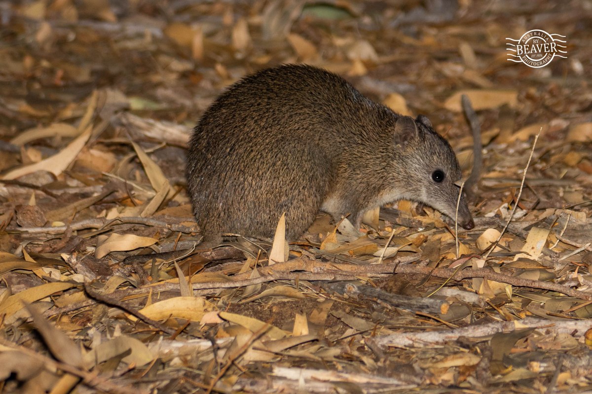 Craigie Bushland: Quenda, possums & a bat! – Wildlife Watching in Australia